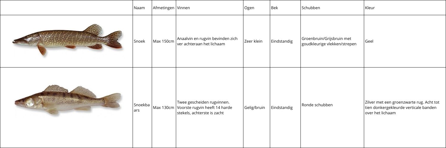 Het verschil tussen snoeken en snoekbaarzen?